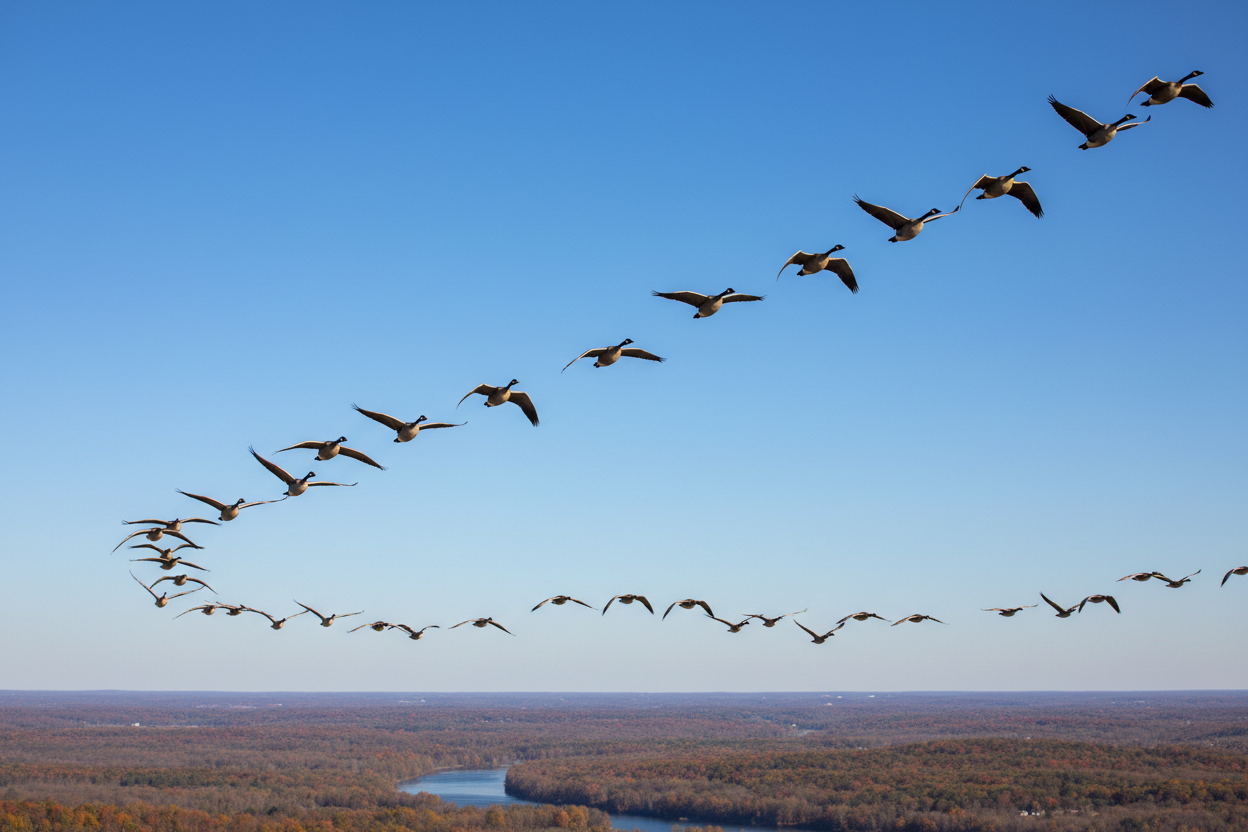 The 2026 Migration Map: What’s Flying into Your Backyard This March?